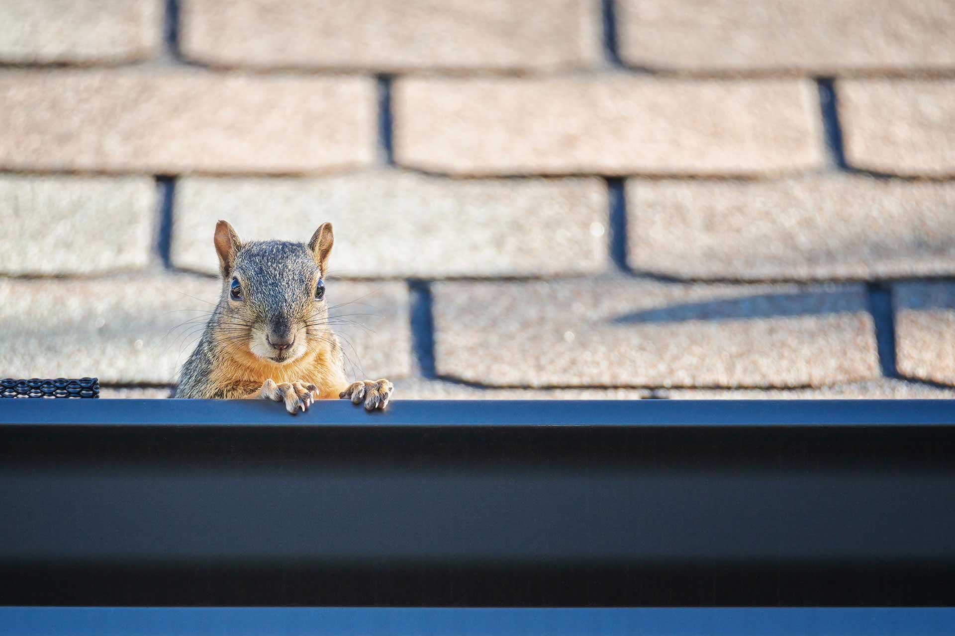Squirrel Removal — Spartan Animal & Pest Control