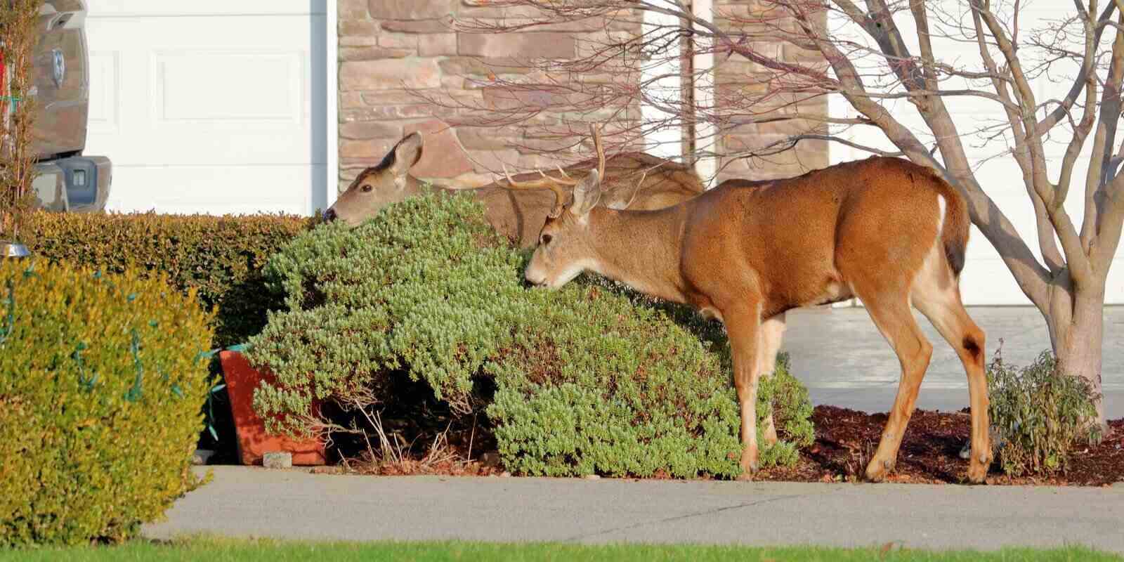 What To Do If A Wild Animal Gets In Your House