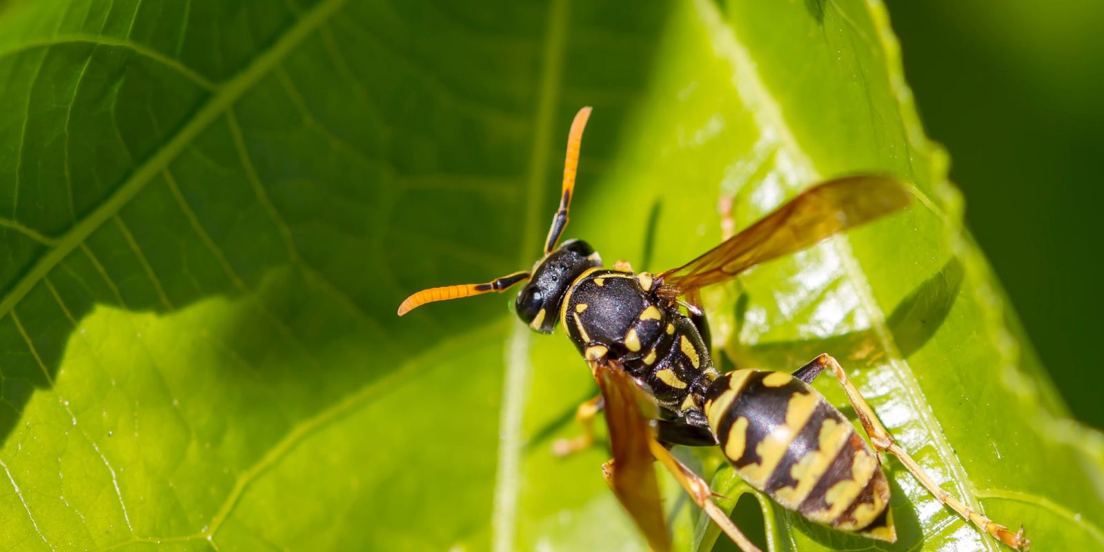 Ten Summer Pests To Look Out For This Summer