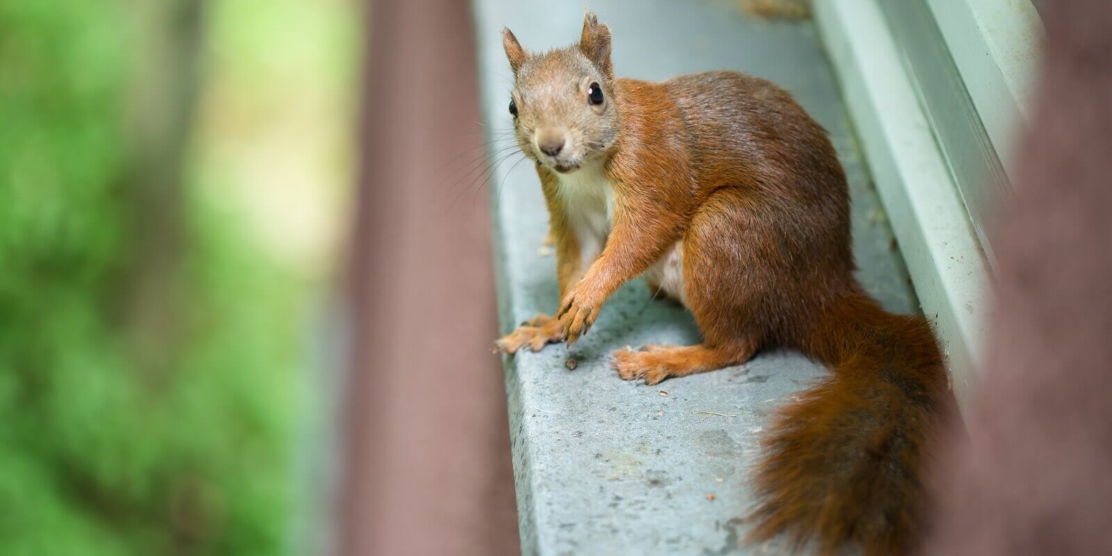 How to Humanely Get a Squirrel Out of Your House — Spartan Animal ...