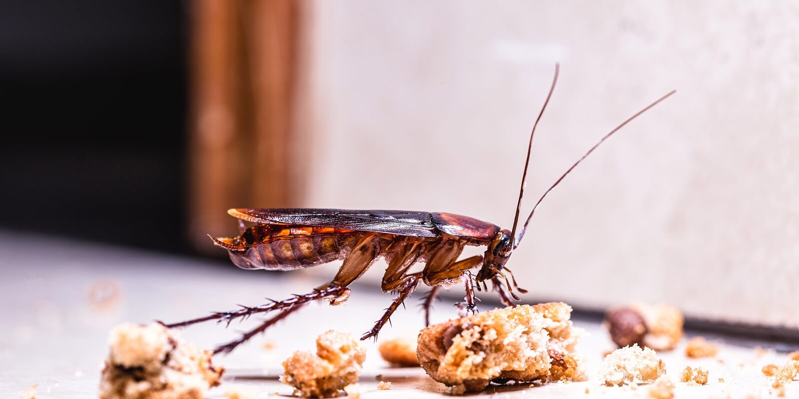 The Difference Between Animal Pest Control and Wildlife Control ...