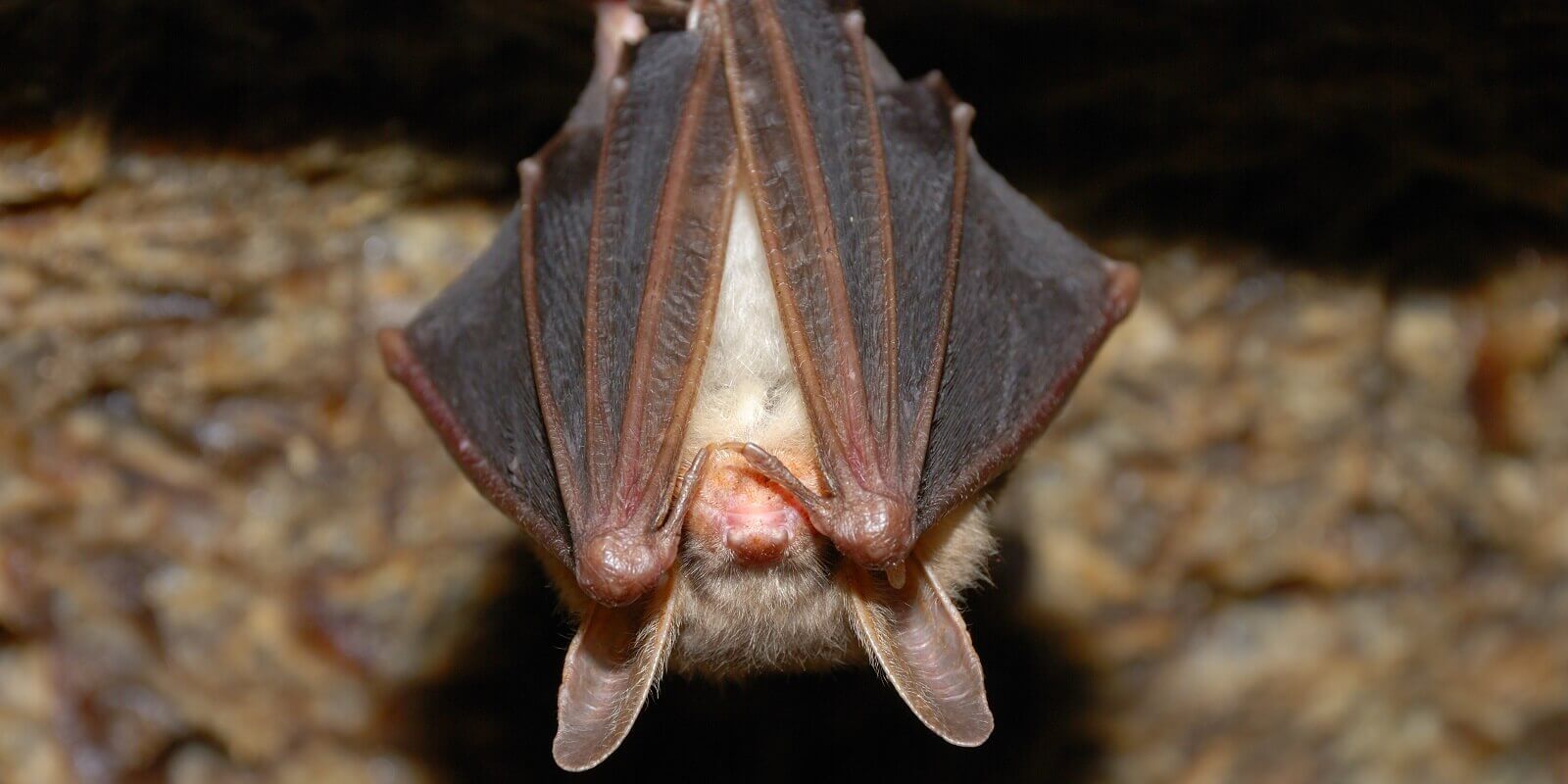 Dangers of Bats Living in Your Home — Spartan Animal & Pest Control