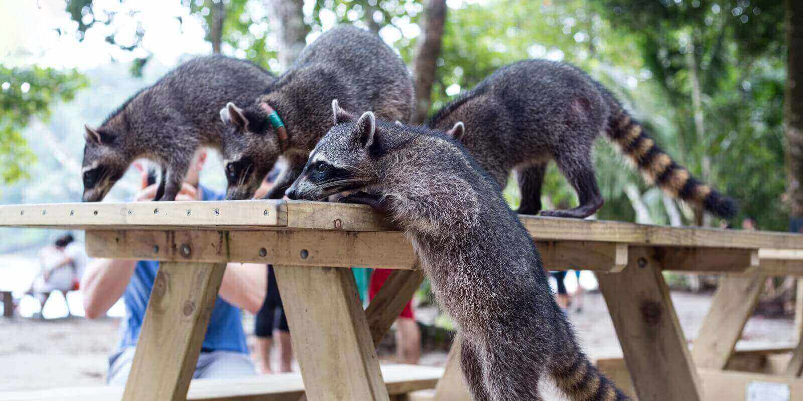Why Animal Control Professionals Should Handle Raccoon Removal ...