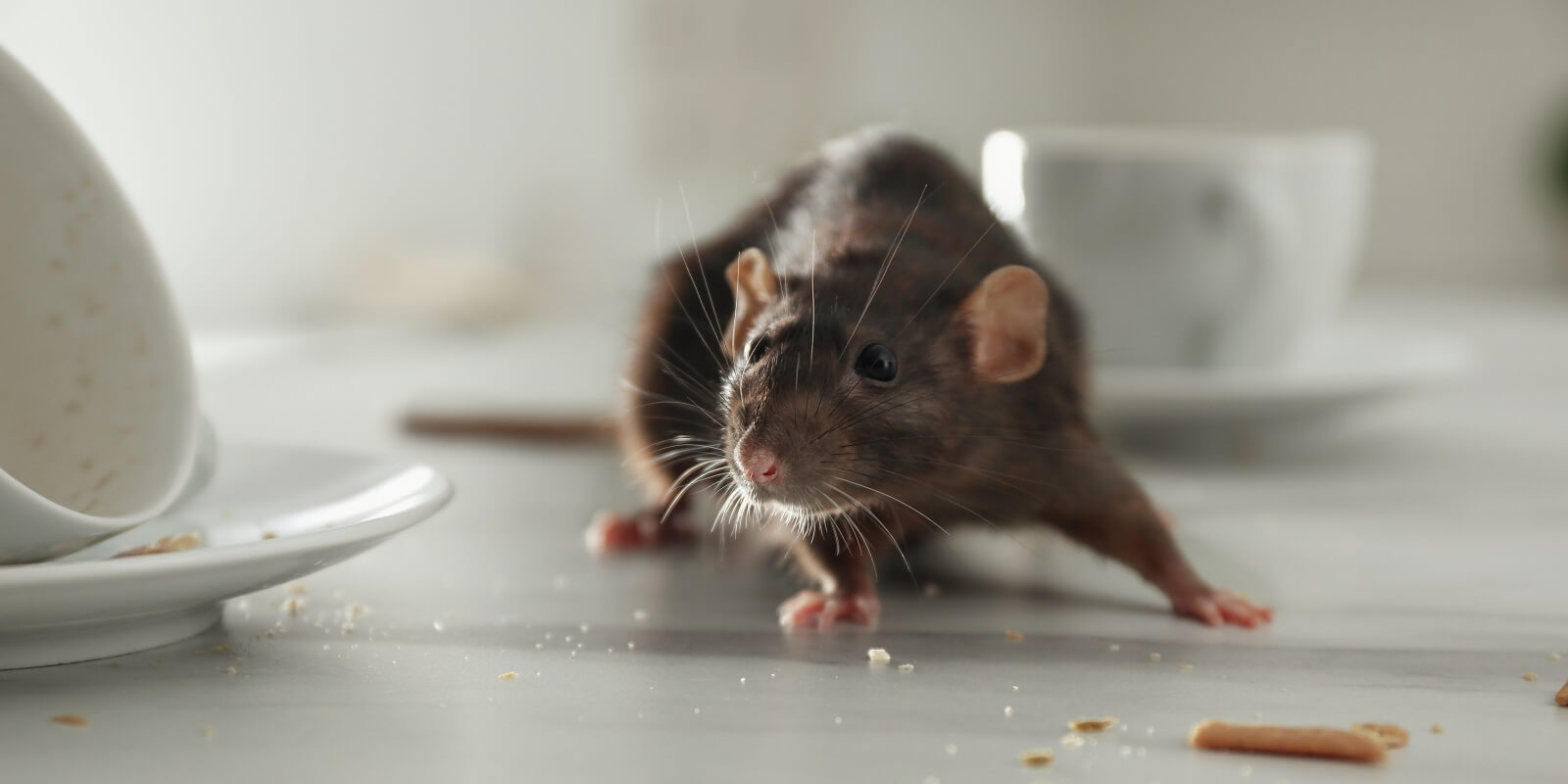 7 Wildlife Animals That Invade Your Home During The Summer — Spartan ...