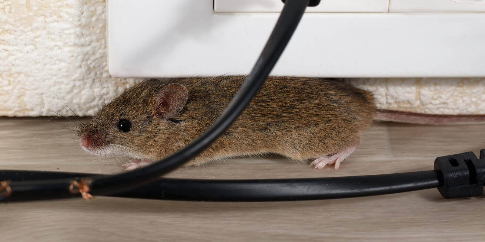 5 Invasive Summer Rodents — Spartan Animal & Pest Control