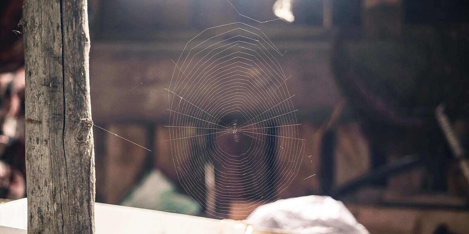 Navigating Winter Webs: Controlling Spiders in Massachusetts Homes ...