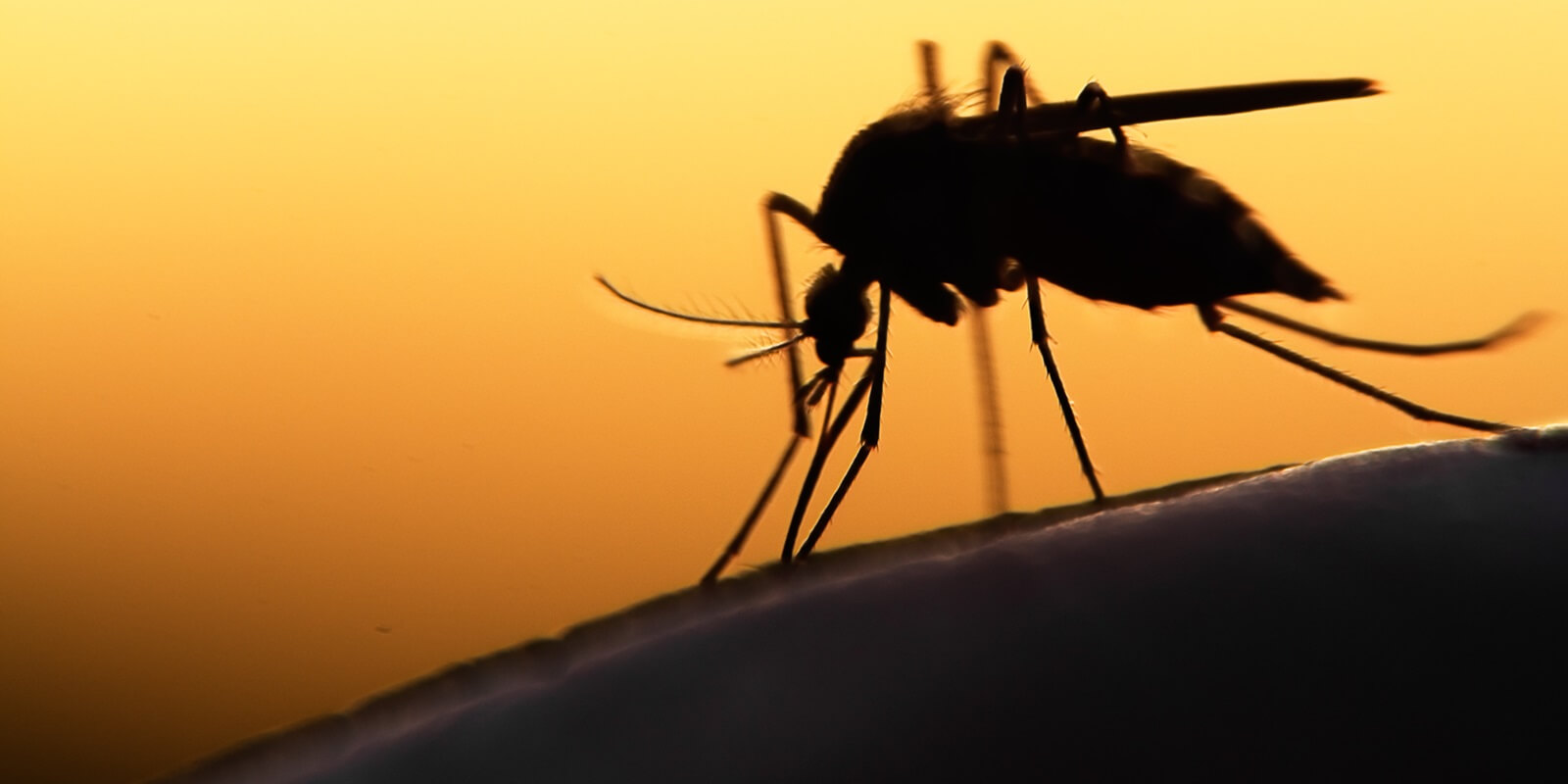 Buzzing Back: Spring Insects Making a Return in Massachusetts — Spartan ...