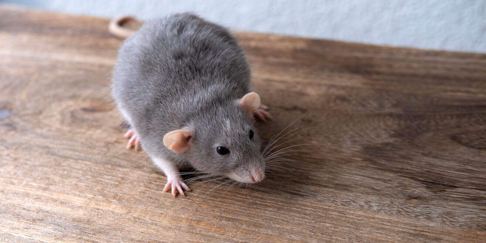 When to Seek Professional Help for Rodent Removal — Spartan Animal & Pest Control