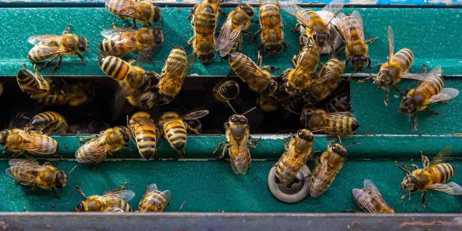 Eco-Friendly Methods for Removing Bees from Your Property — Spartan ...