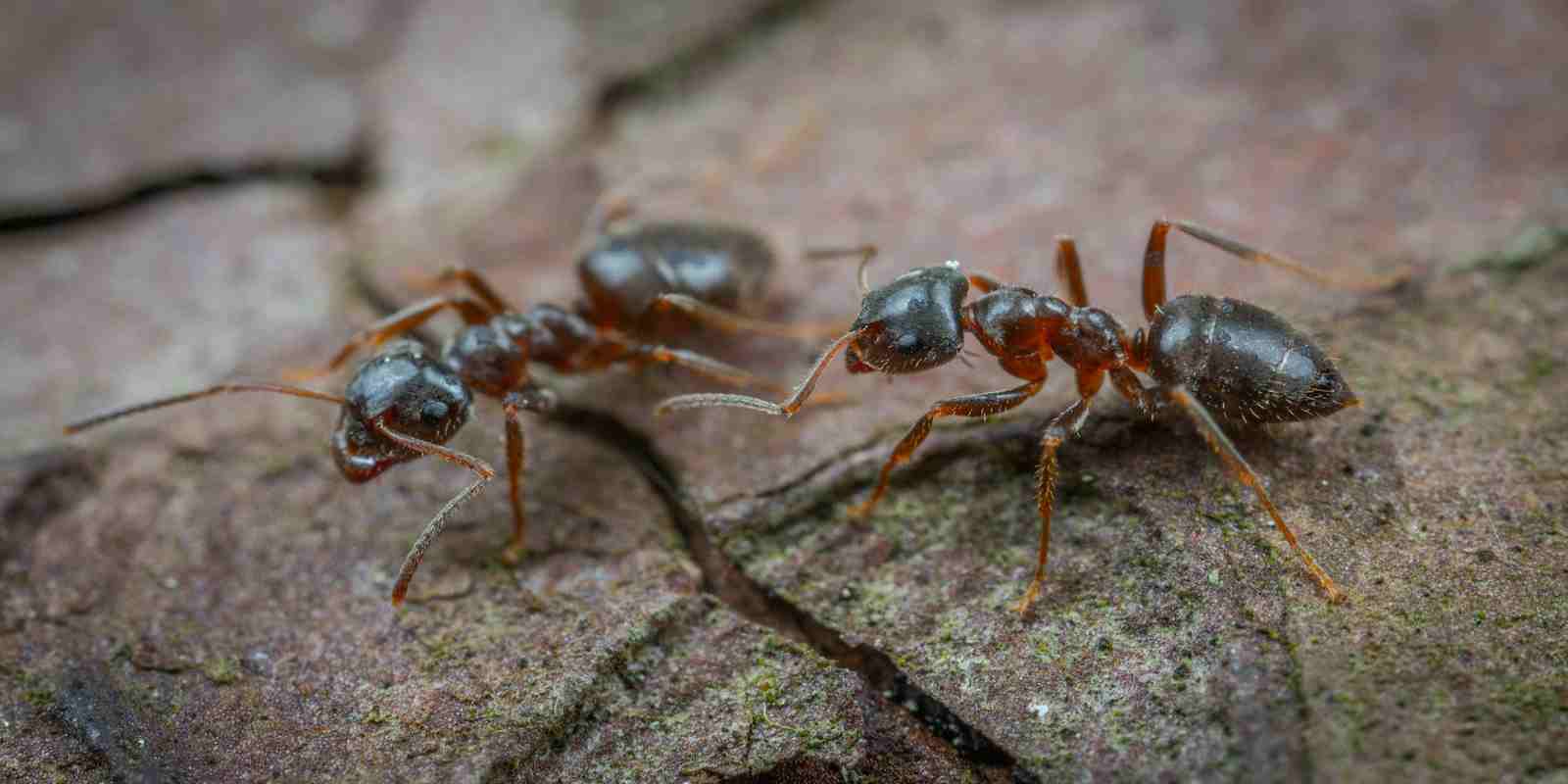 What You Need to Know About Seasonal Bugs in Massachusetts — Spartan ...