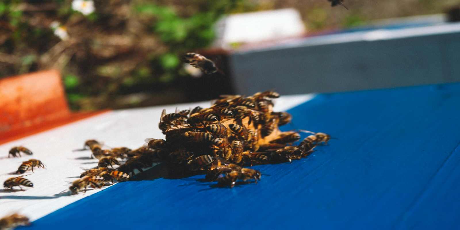 Structural Damage Caused by Large Bee Colonies — Spartan Animal & Pest ...