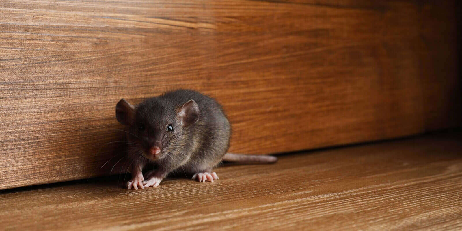 The Dangers of Ignoring a Mouse Infestation — Spartan Animal & Pest Control